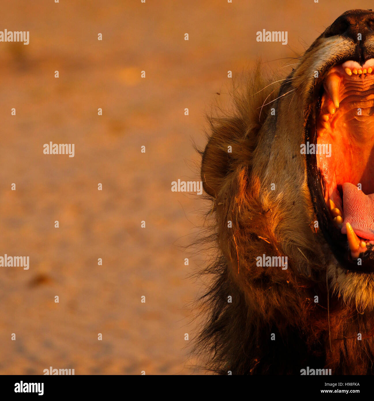 Big male lion laughing smiling yawning so funny just pulling weird ...