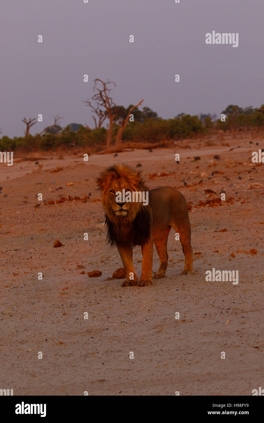 The magnificent regal Kalahari male lion a huge predator the most ...