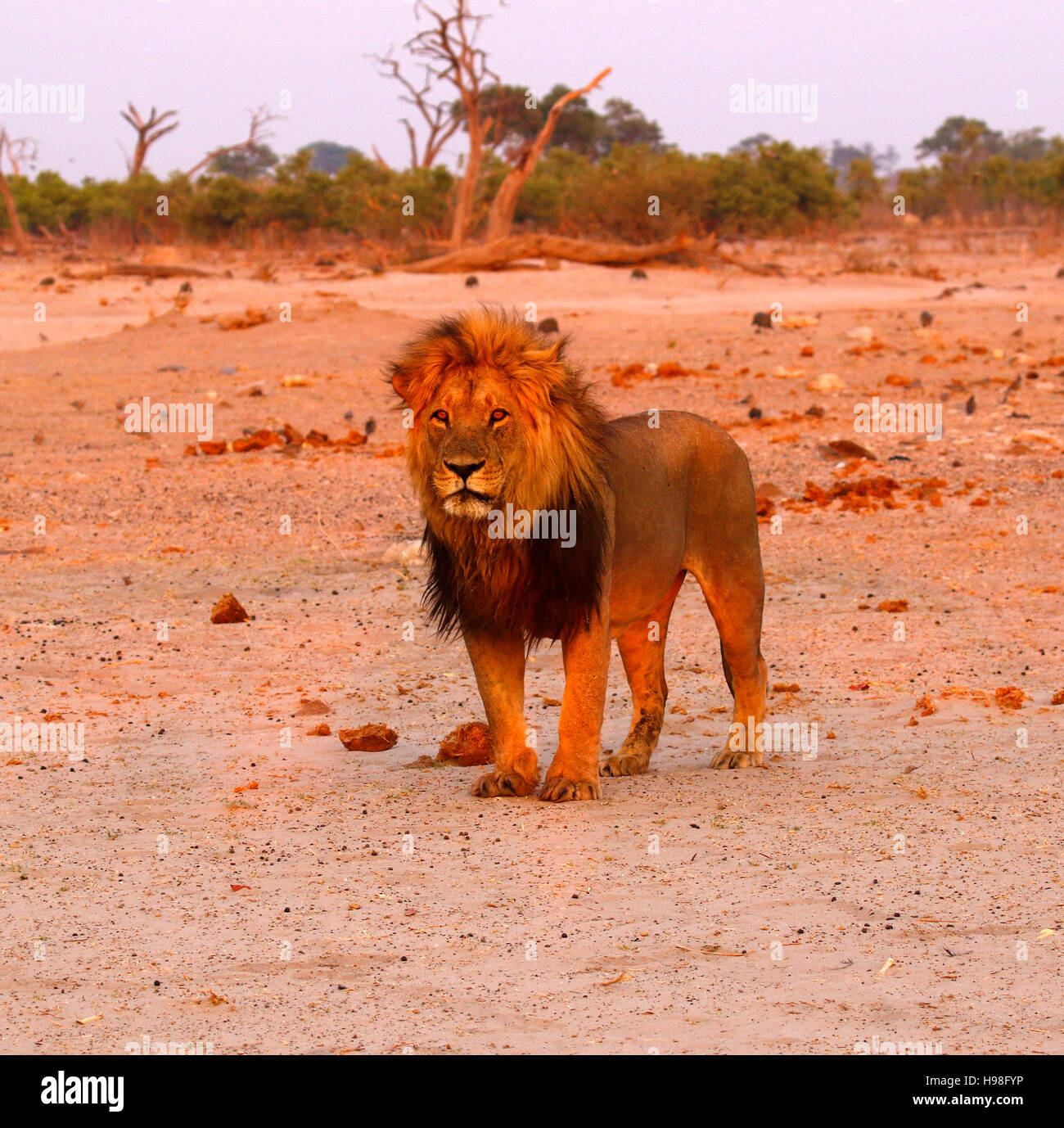 African Male Lion Predator