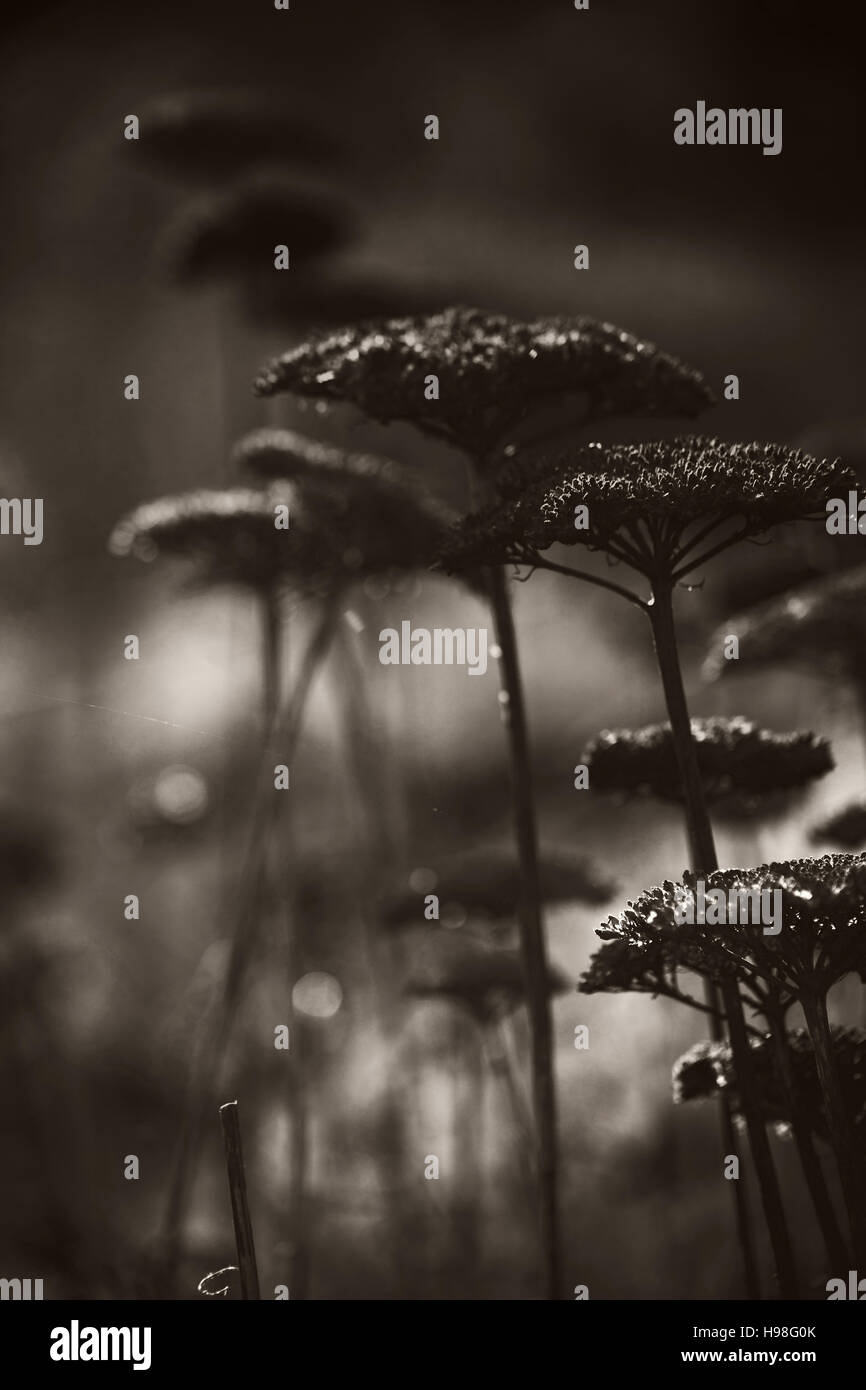 Dried umbels in autumn Stock Photo - Alamy