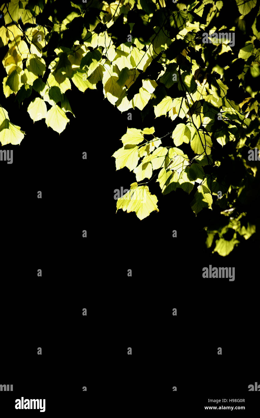 Autumn leaves in the back light Stock Photo - Alamy