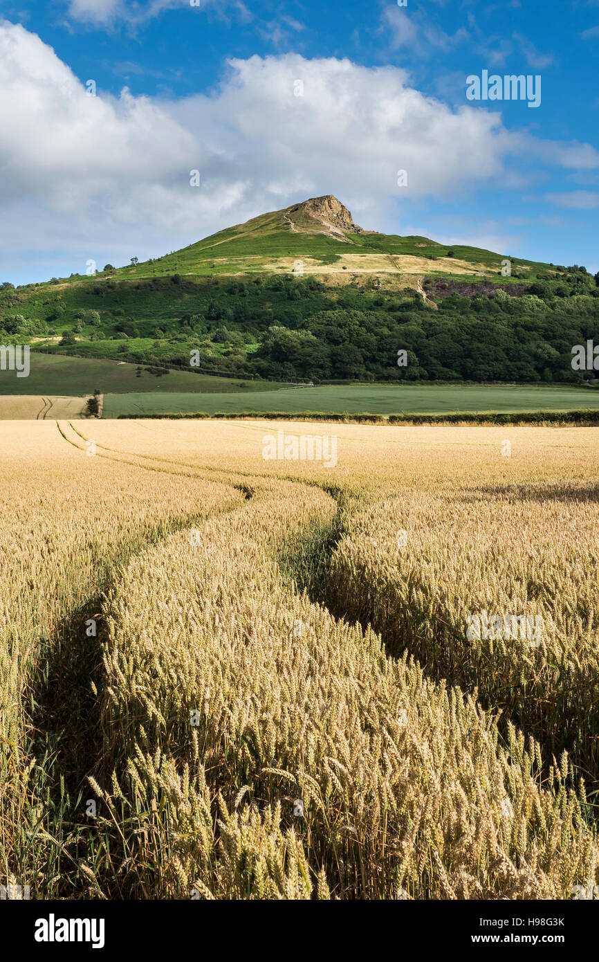 Ripe Wheat Field under Roseberry Topping, North Yorkshire Stock Photo ...