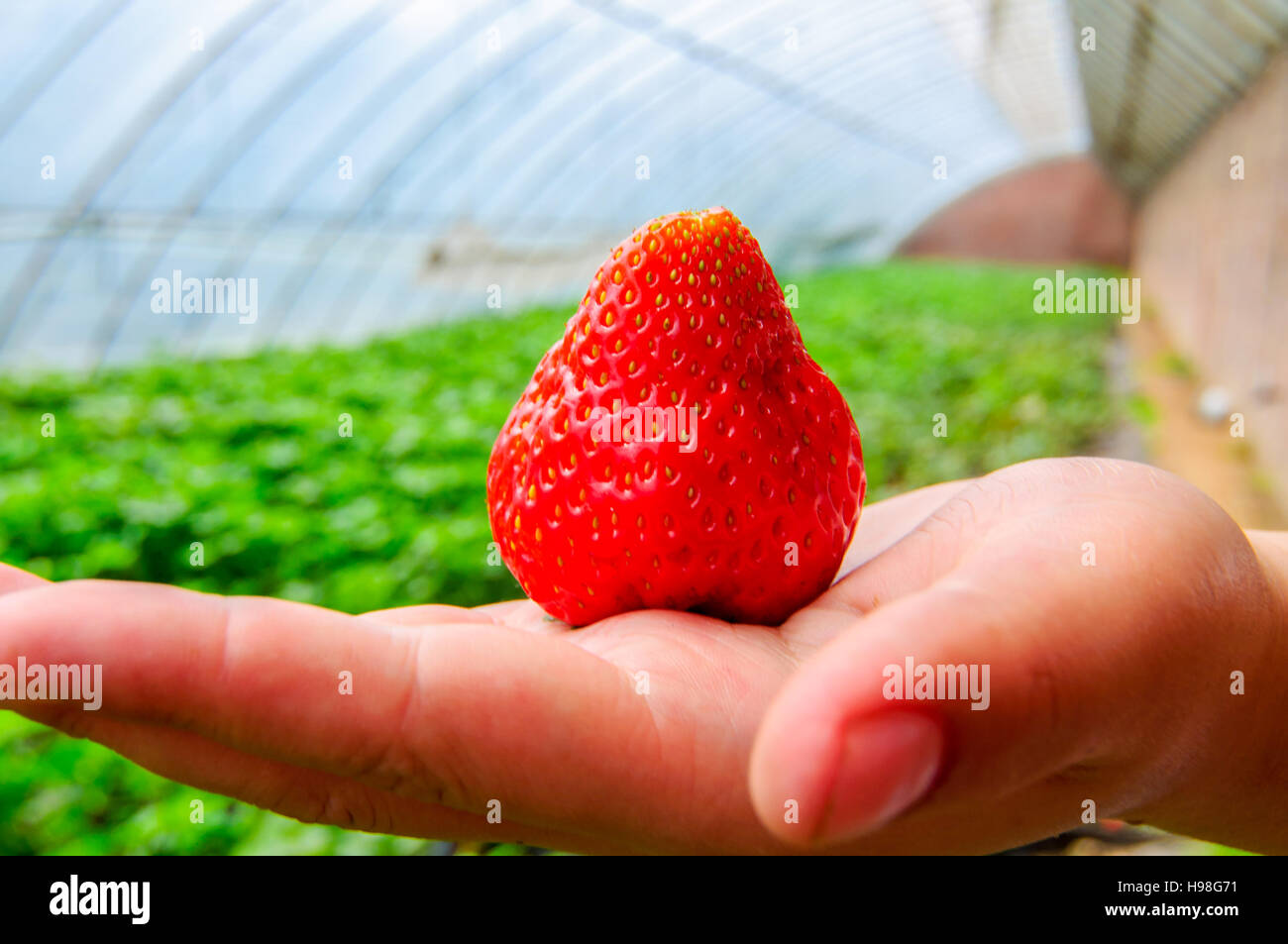 Hand holding a strawberry hi-res stock photography and images - Alamy