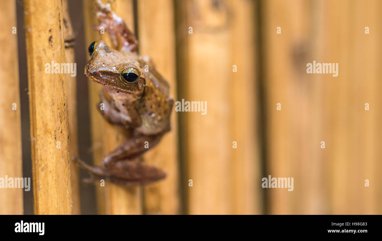 Bamboo tree frog hi-res stock photography and images - Alamy