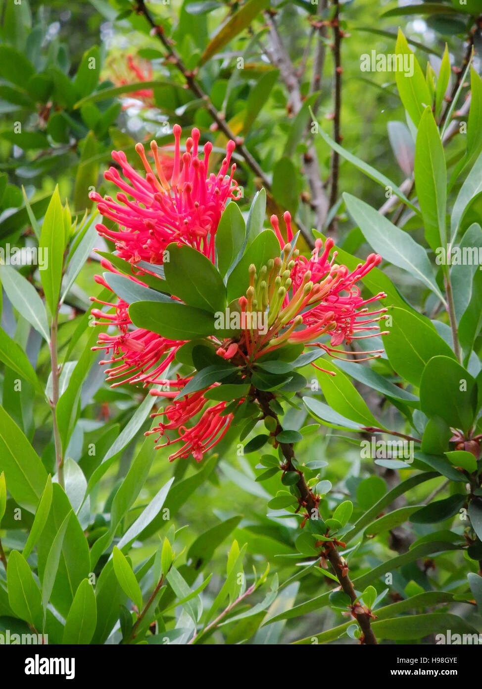 Brush like flower hi-res stock photography and images - Alamy
