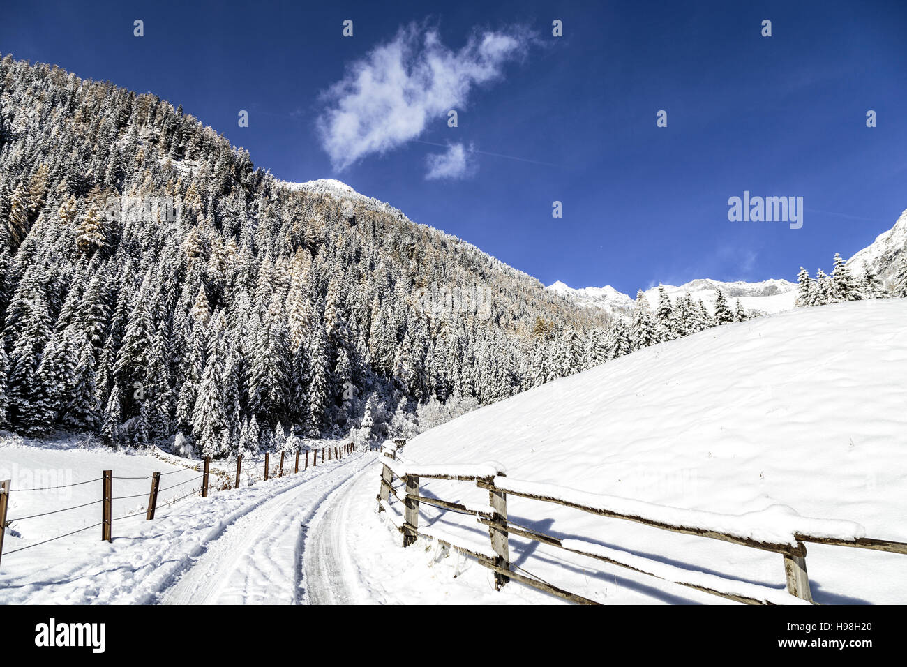 wood full of snow in the italian alps Stock Photo - Alamy