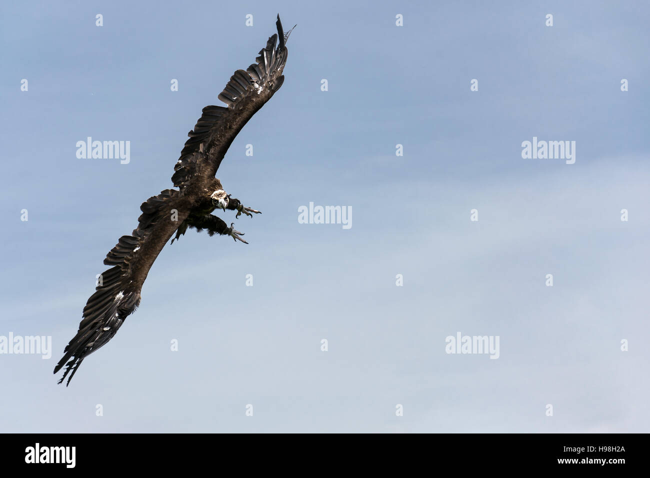 Speed bird hi-res stock photography and images - Alamy