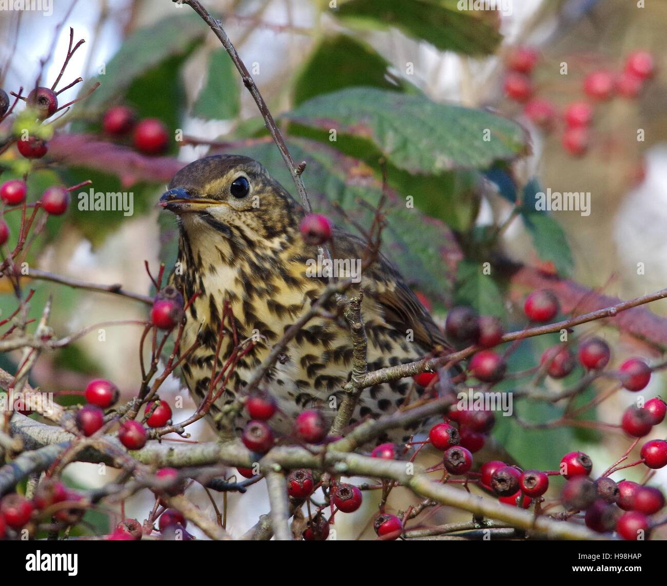 festive song thrush on red berries Stock Photo - Alamy