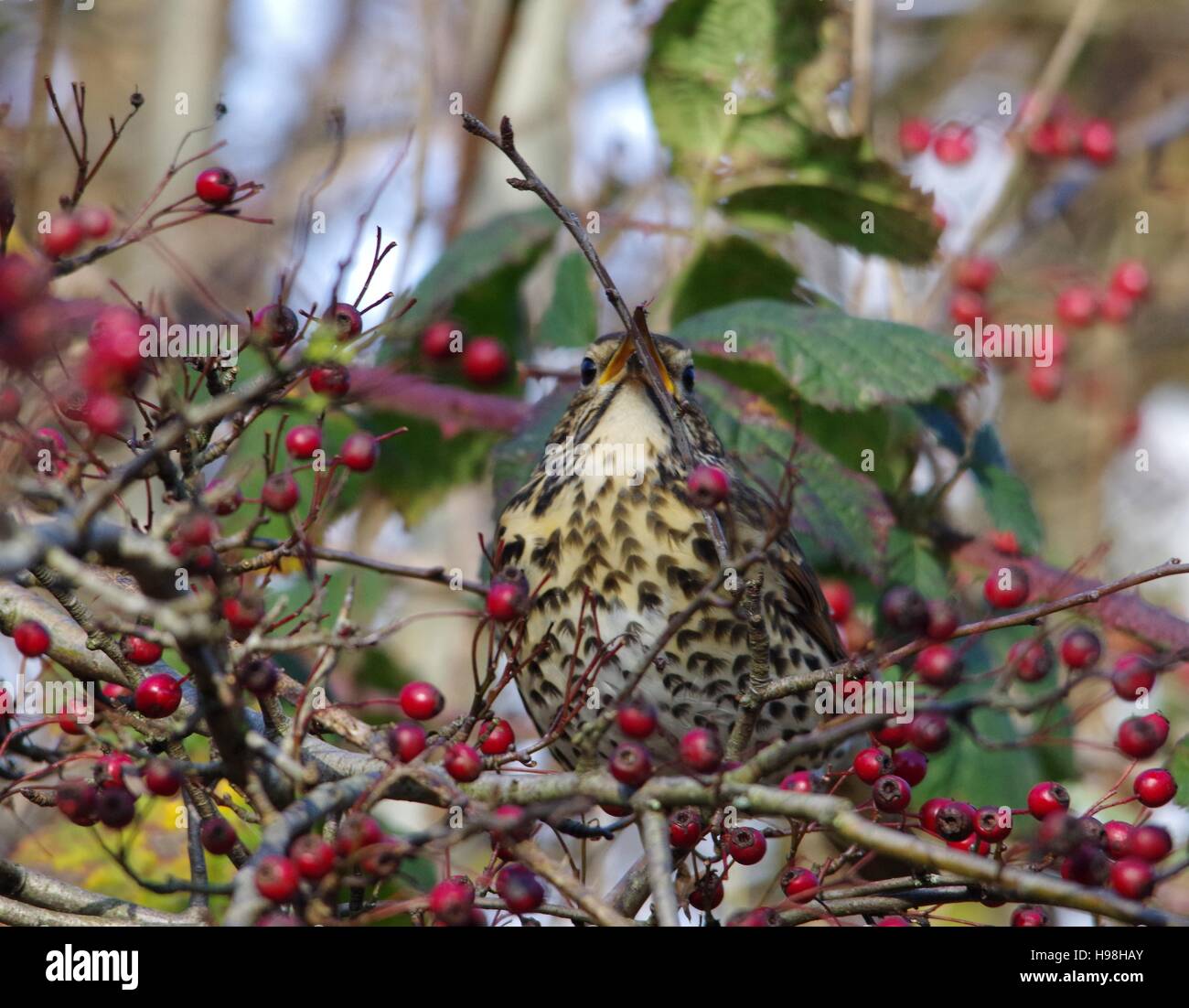 festive song thrush on red berries Stock Photo - Alamy