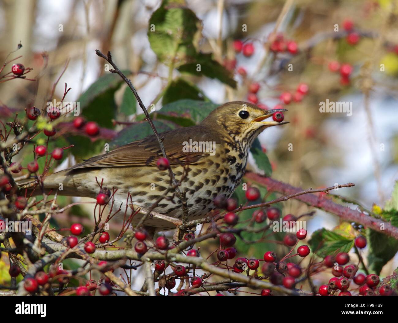 festive song thrush on red berries Stock Photo - Alamy