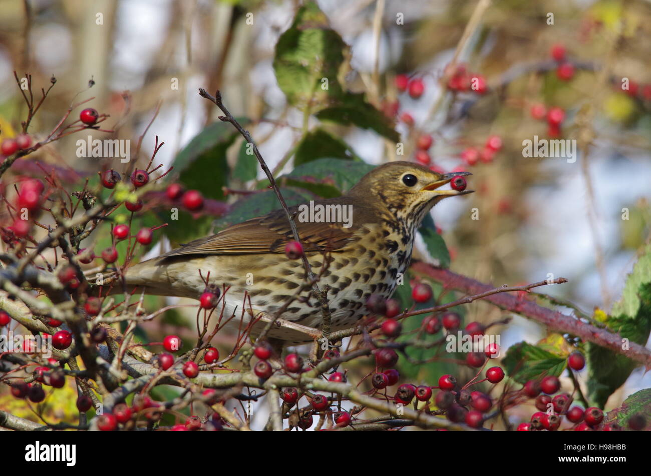 festive song thrush on red berries Stock Photo - Alamy