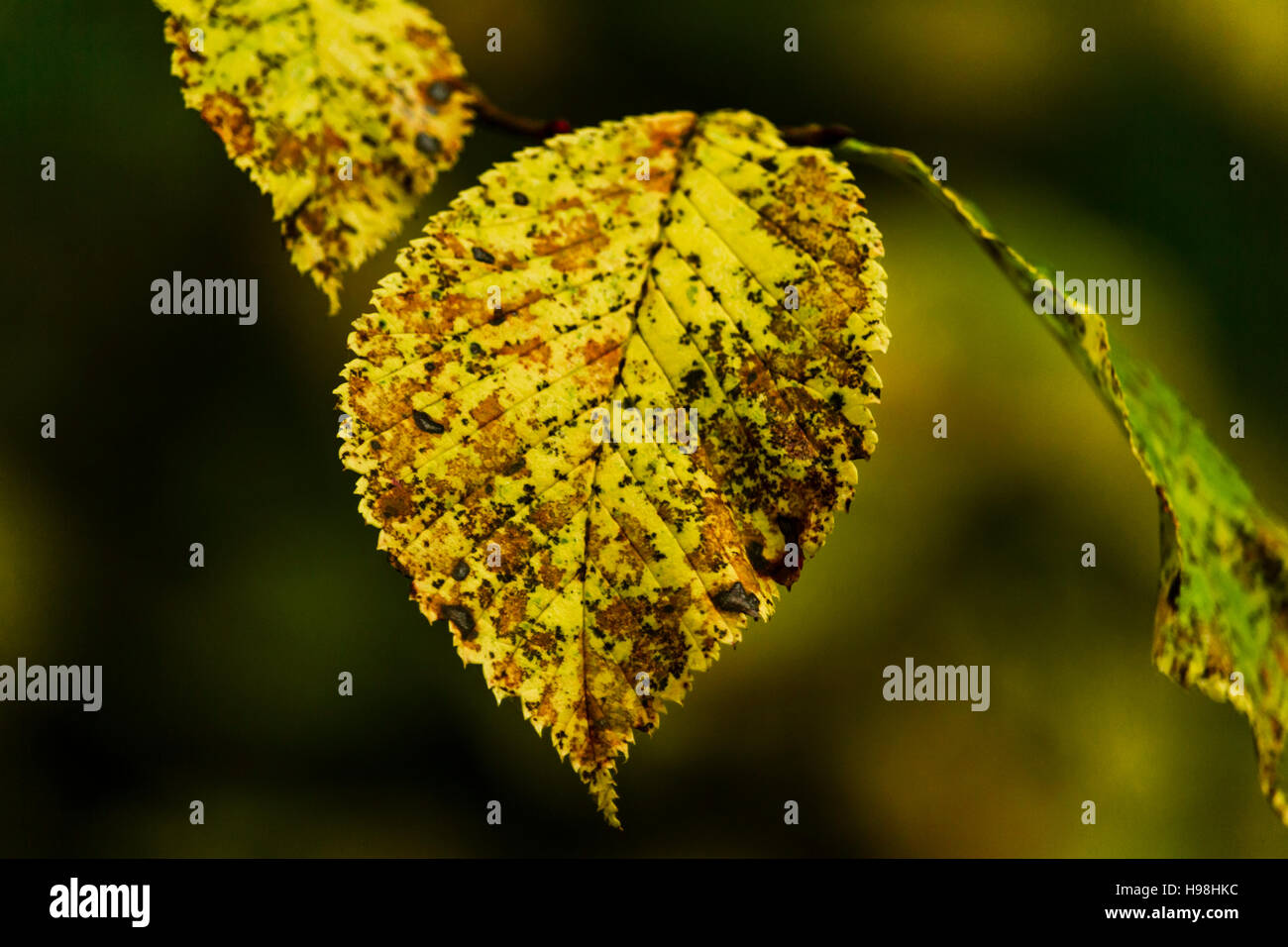 Autumn leaves landscape in Scottish forest Stock Photo - Alamy