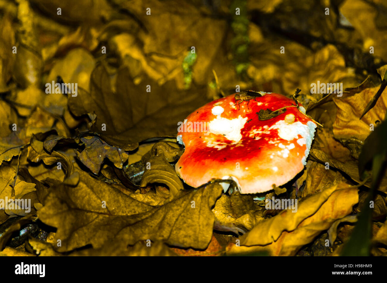 Life scenario of snail eating red mushroom with a fly seating on top ...