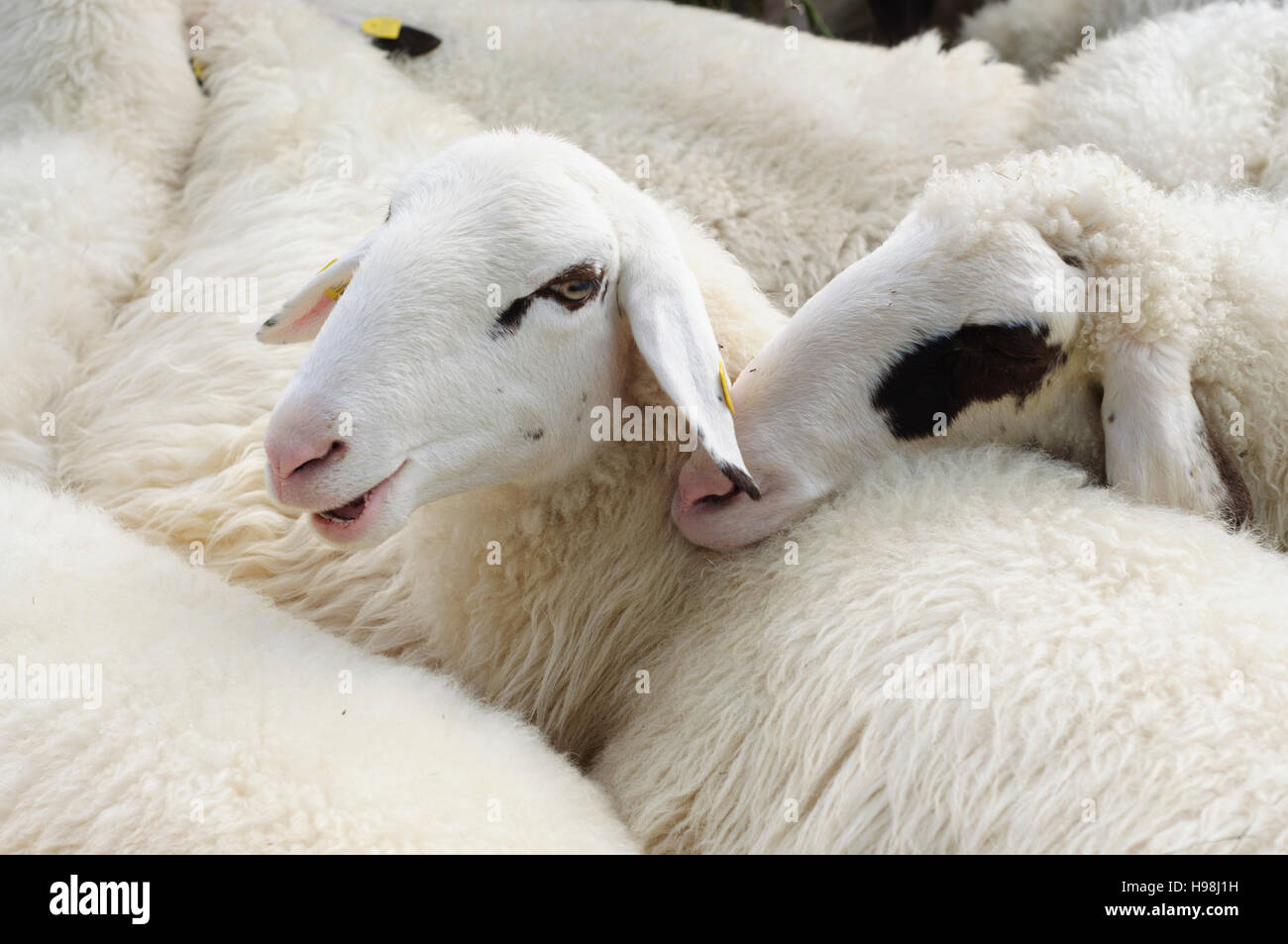Austria sheep hi-res stock photography and images - Alamy