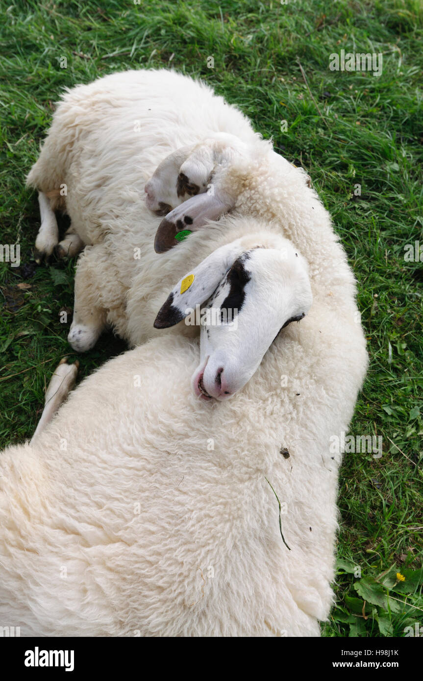 : sheep cuddling, , Niederösterreich, Lower Austria, Austria Stock ...