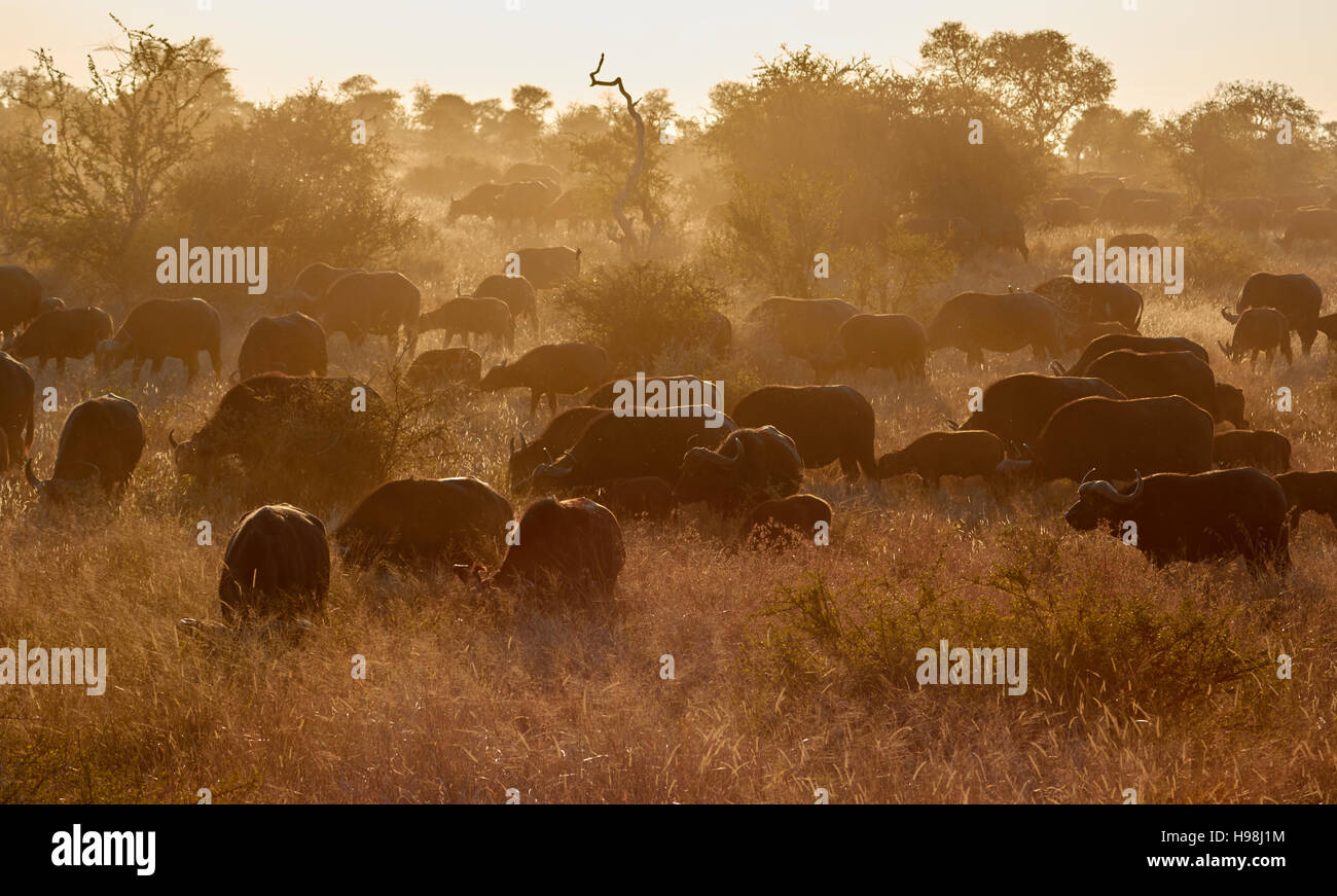 Herd of buffalo in the sunrise Stock Photo - Alamy