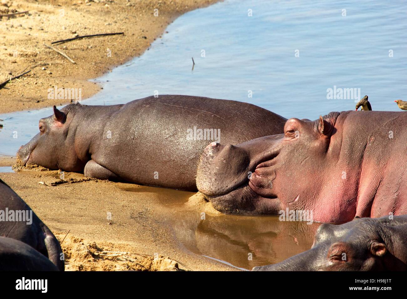 Family of hippo's Stock Photo - Alamy