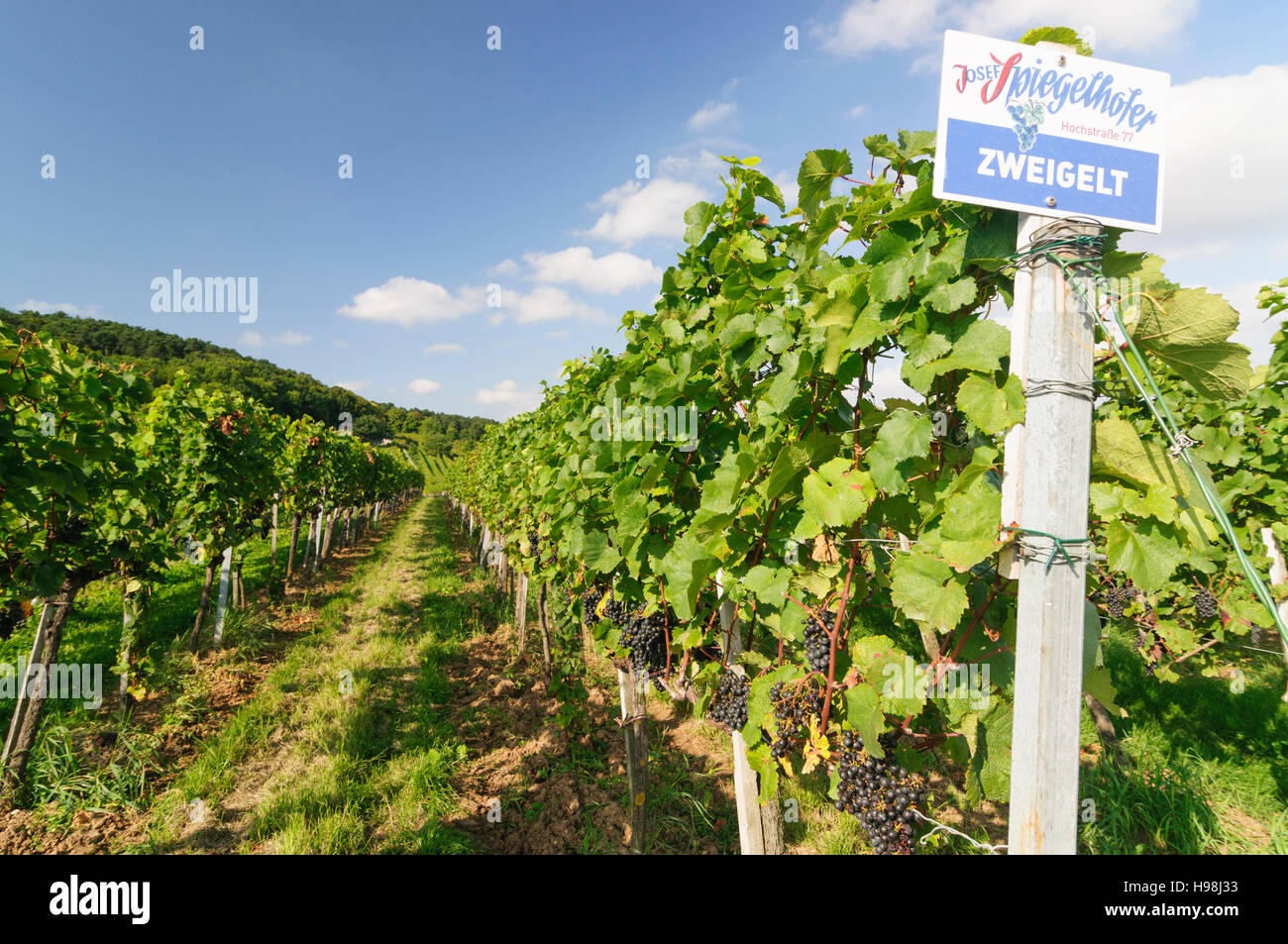Wienerwald vienna hi-res stock photography and images - Alamy