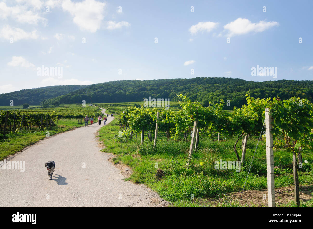 Perchtoldsdorf: Vineyards and the Wienerwald (Vienna Woods), Wienerwald ...
