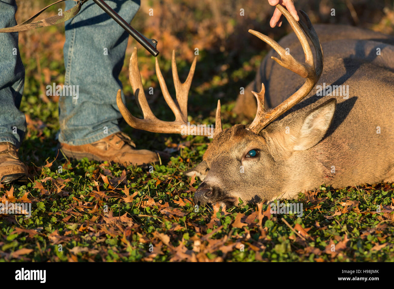 A deer hunter with a large Whitetail Buck Stock Photo - Alamy