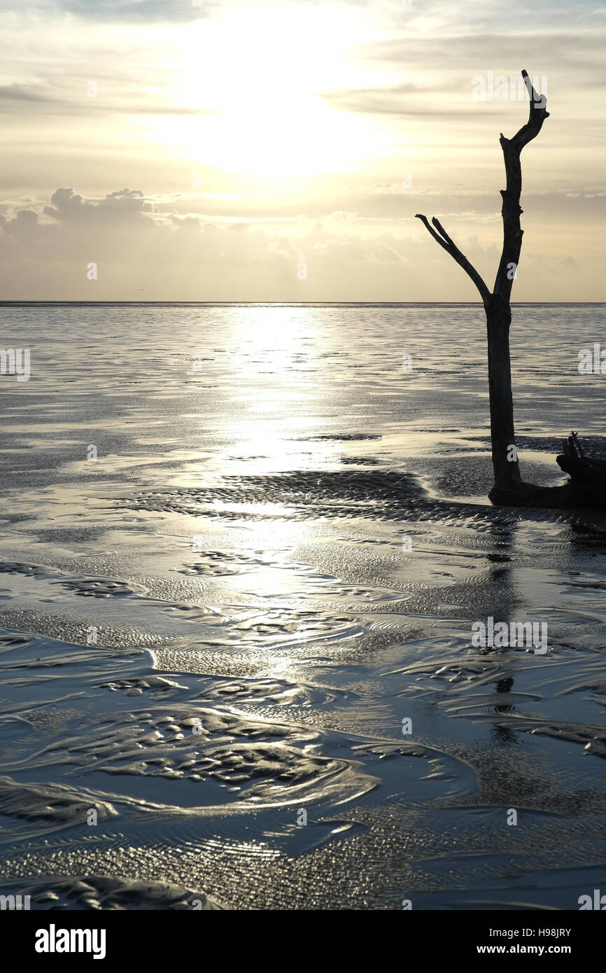1 tall tree rising centre background hi-res stock photography and ...