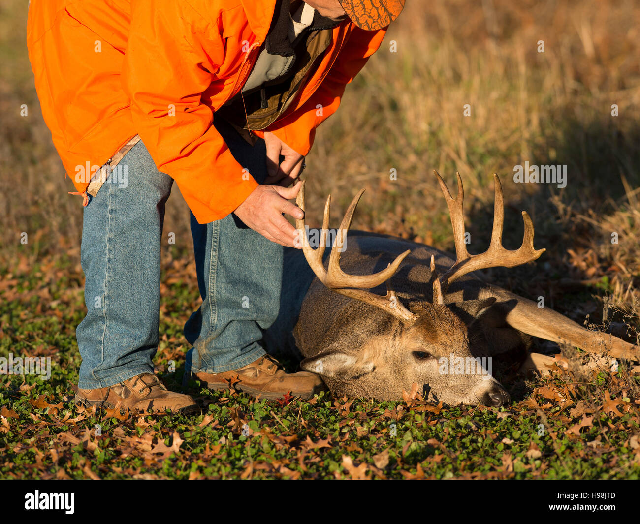 A deer hunter with a large Whitetail Buck Stock Photo - Alamy