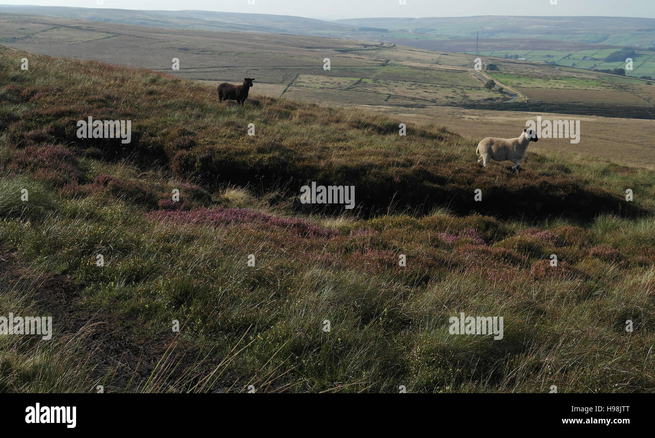 View, lwest to head of Worth Valley, two sheep standing moorland peat ...
