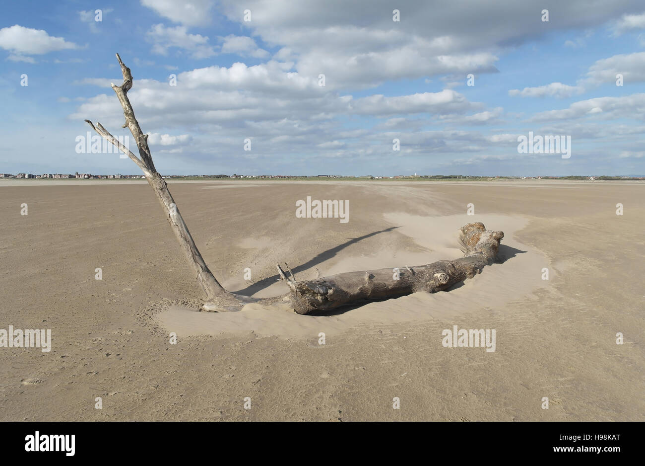 Tree trunk long lying wind blown beach sand accumulation centre ...
