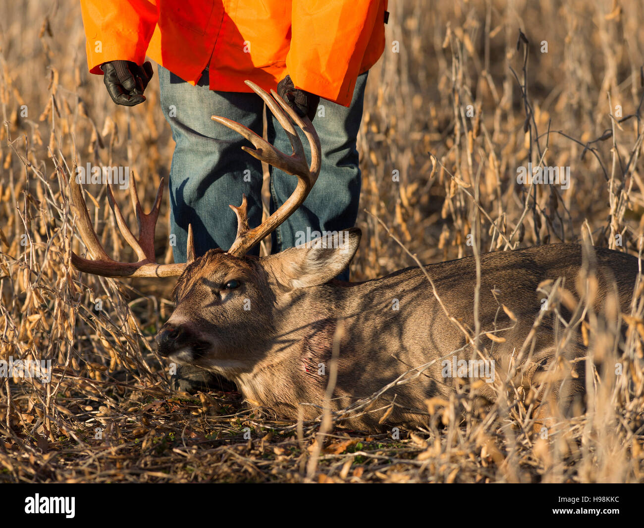 A deer hunter with a large Whitetail Buck Stock Photo - Alamy