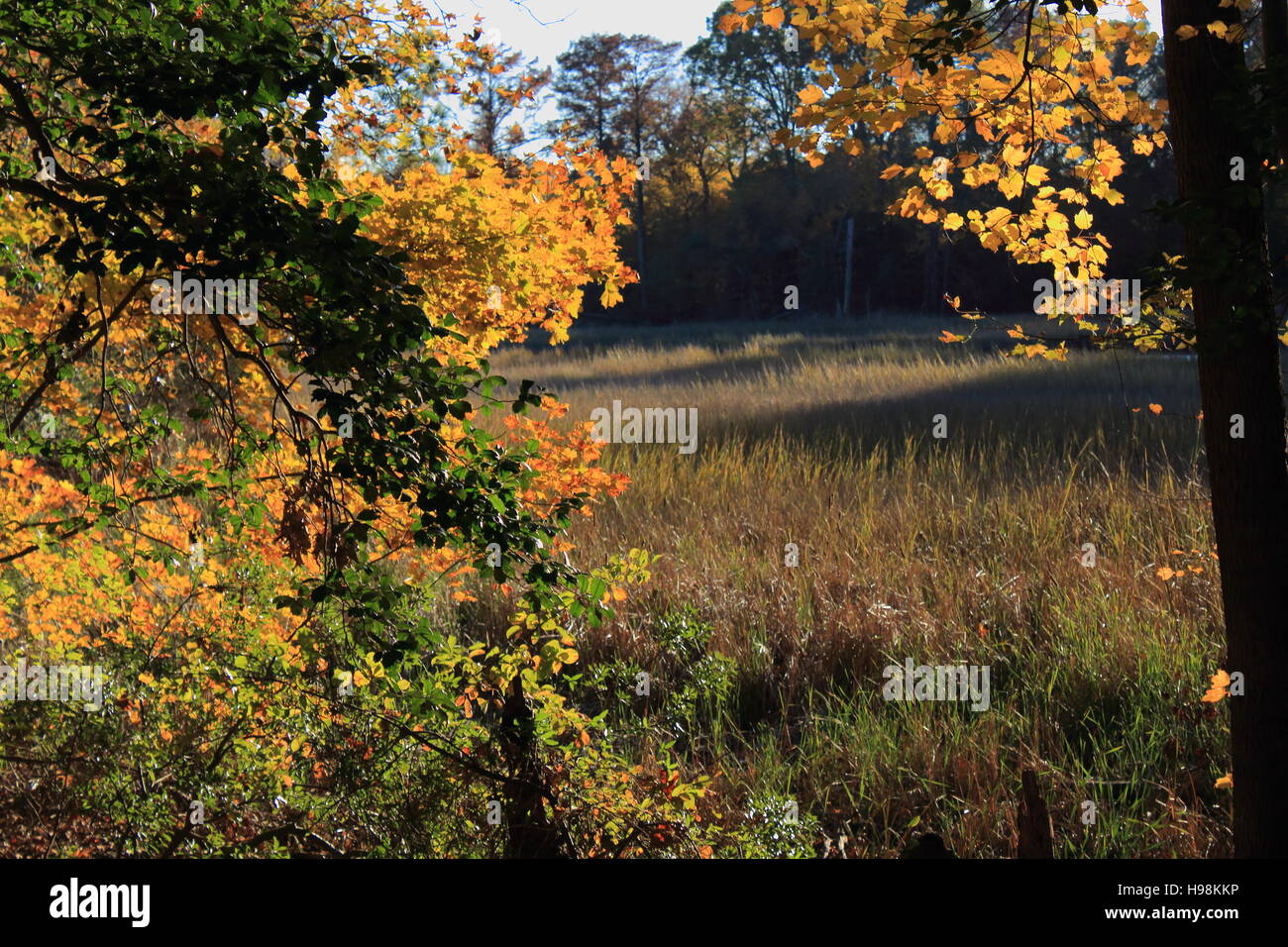 Autumn splendor hi-res stock photography and images - Alamy