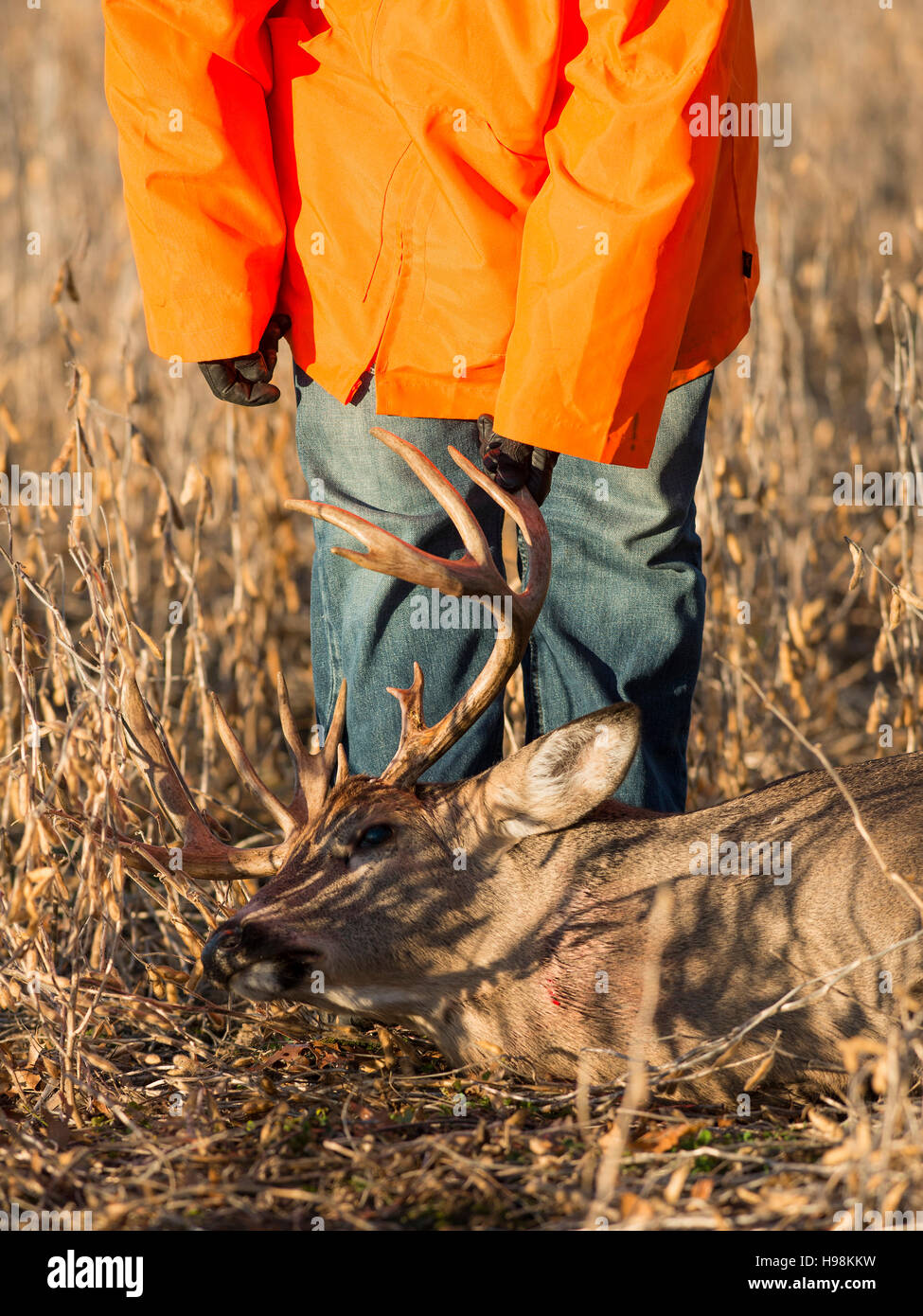 A deer hunter with a large Whitetail Buck Stock Photo - Alamy