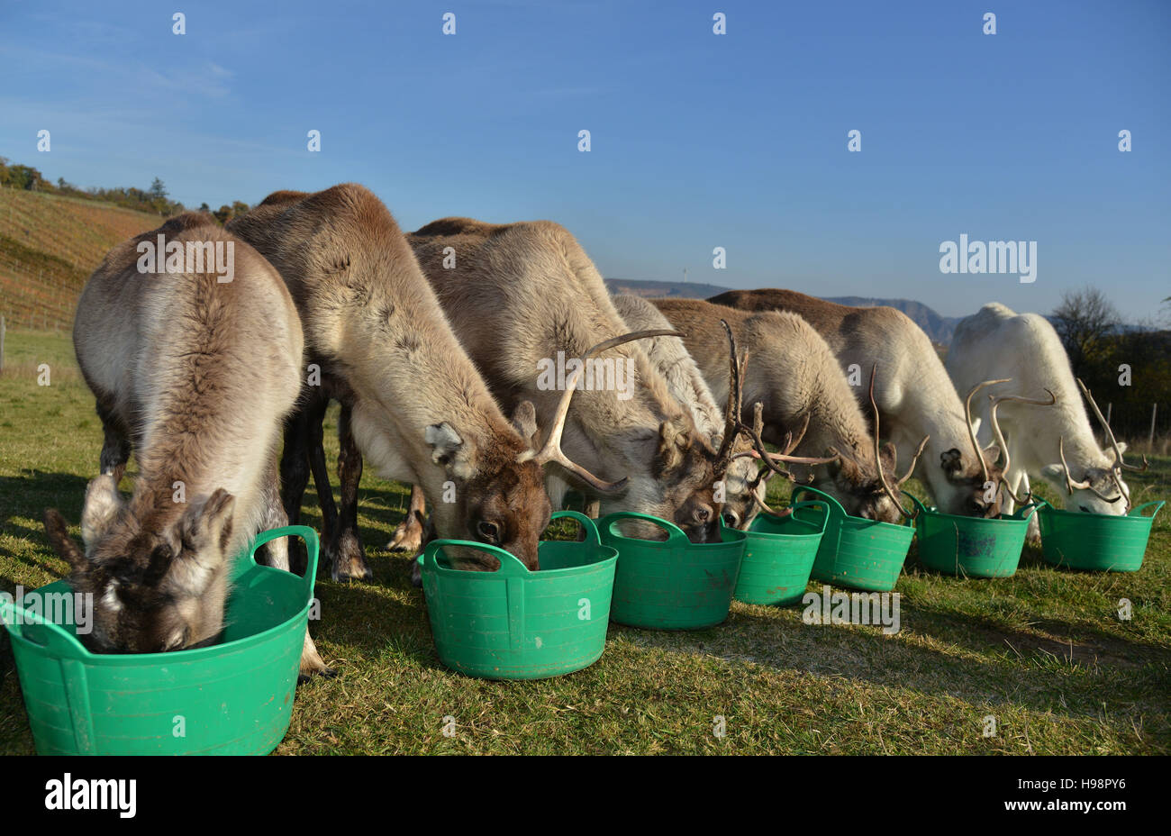Niederhausen, Germany. 14th Nov, 2016. Reindeer eat in a row in an ...