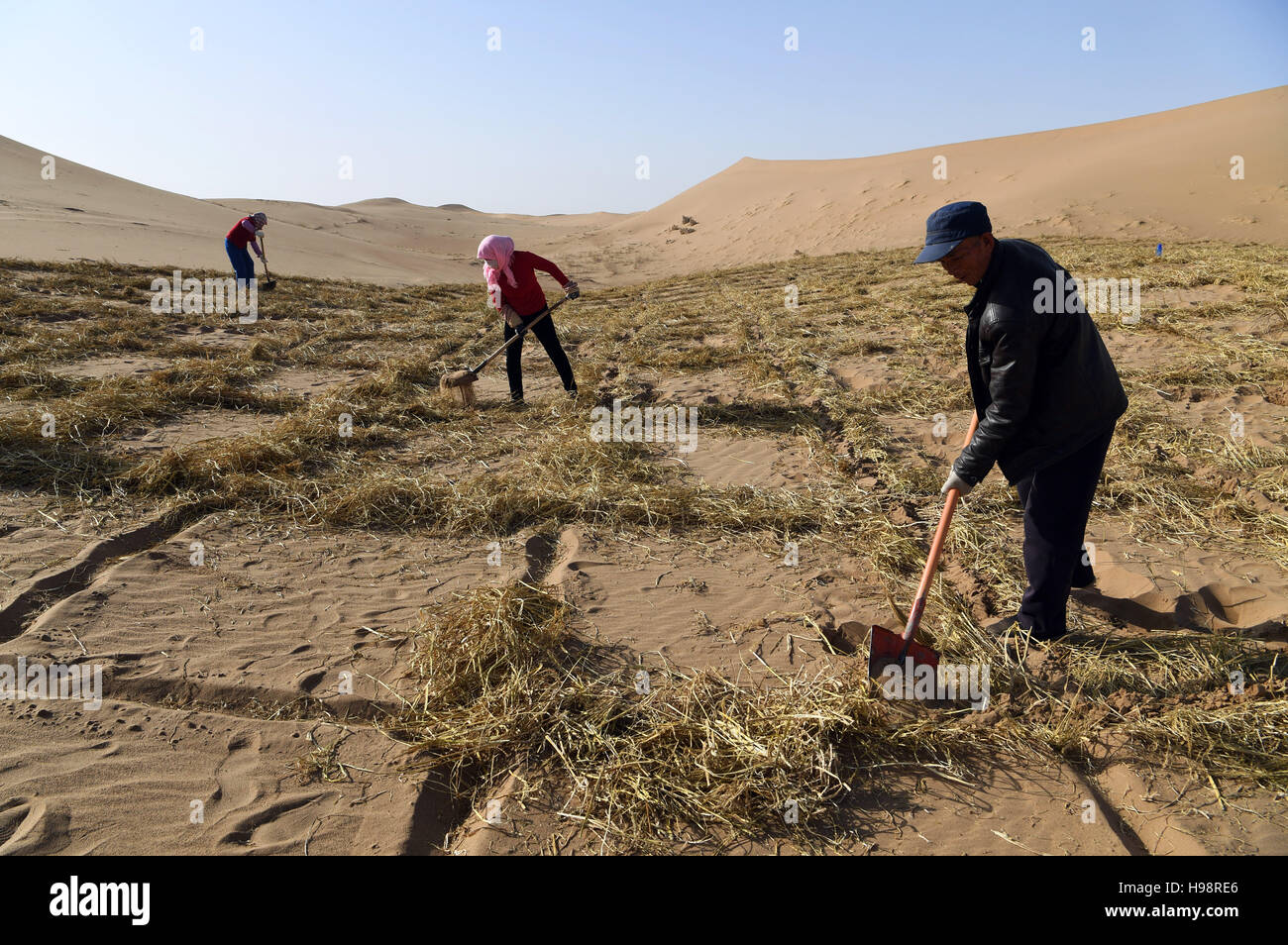 Wuwei, China's Gansu Province. 19th Nov, 2016. Farmers build barriers with hay to create grid ...