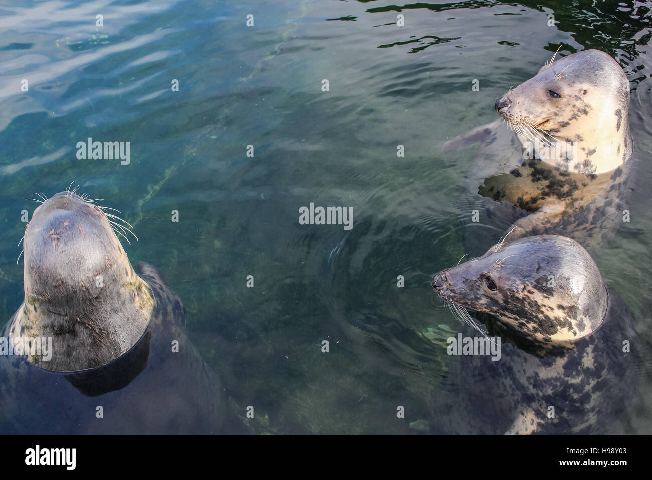 Hel, Poland, 20 November 2016 Feeding and medical examination of gray ...