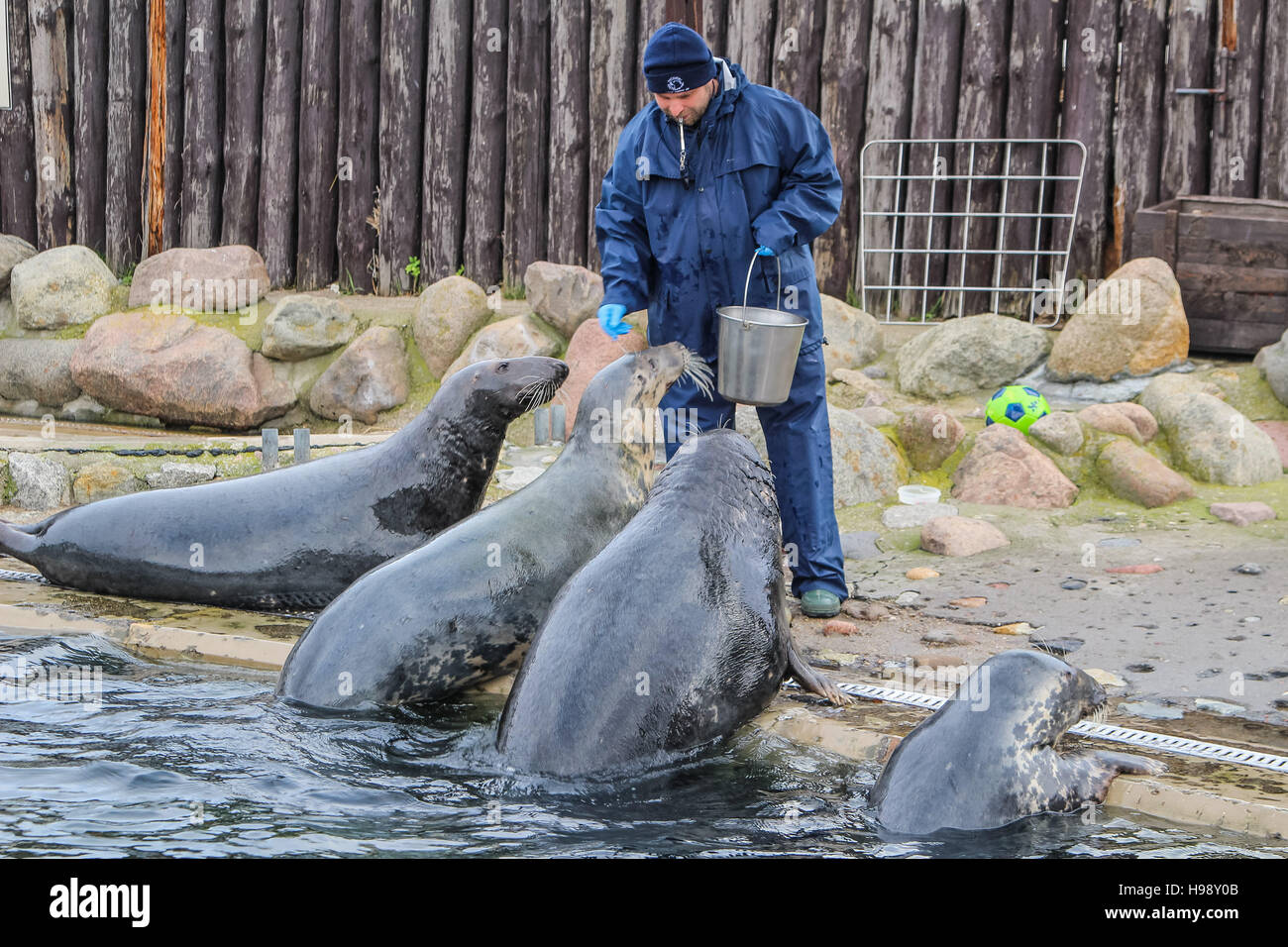 Hel, Poland, 20 November 2016 Feeding and medical examination of gray ...