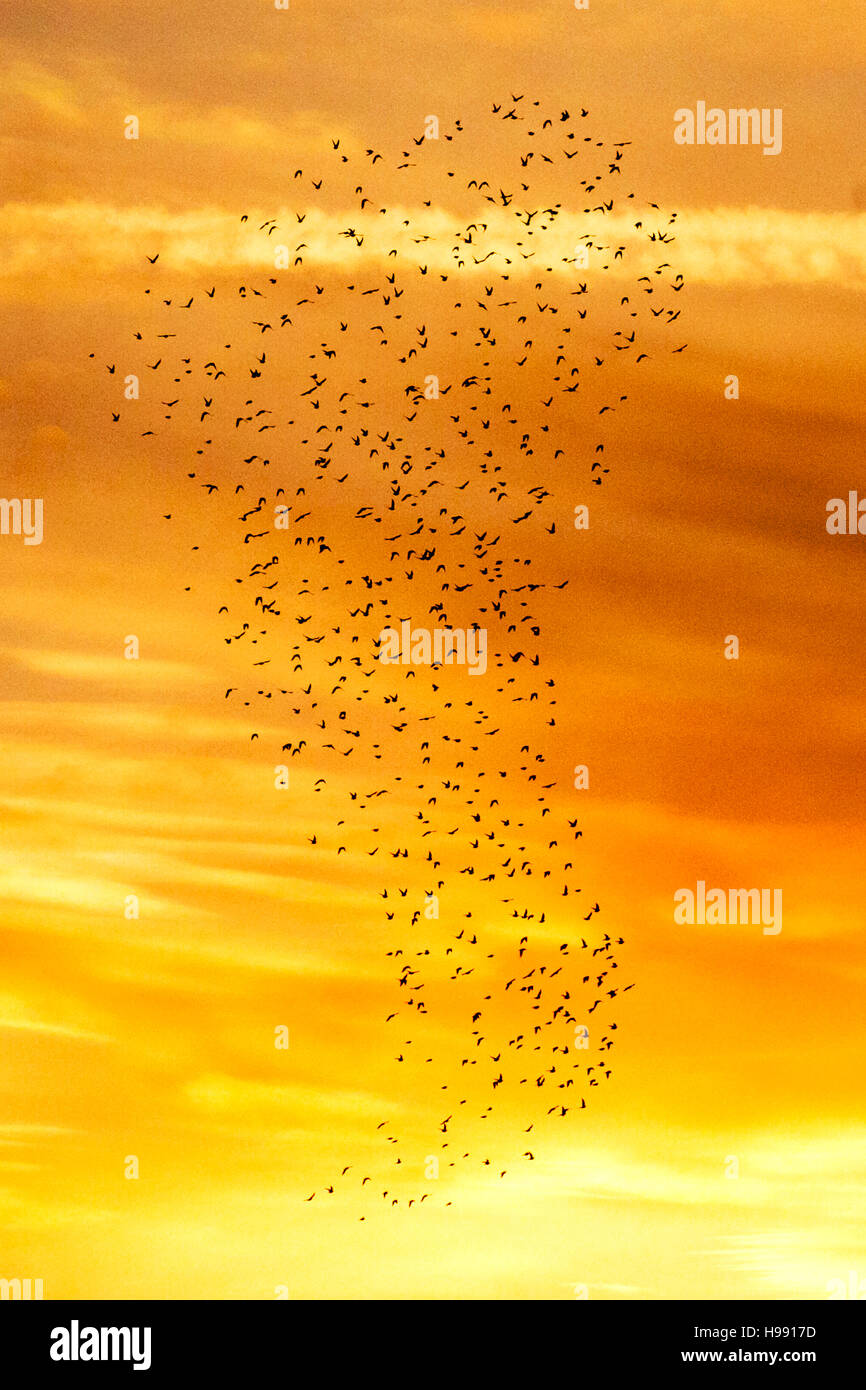 Starling flock fly avian starlings flight swarm bird dusk murmuration ...