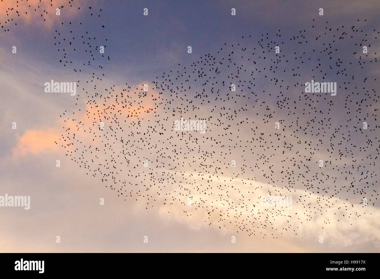 flock fly animal starling flight swarm bird dusk murmuration blackpool ...