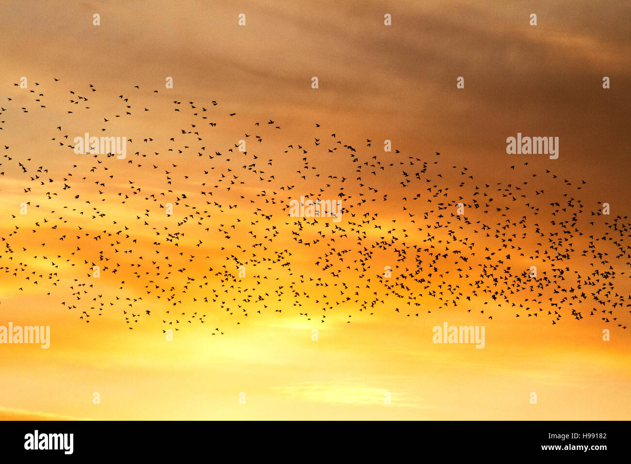 flock fly animal starling flight swarm bird dusk murmuration blackpool ...