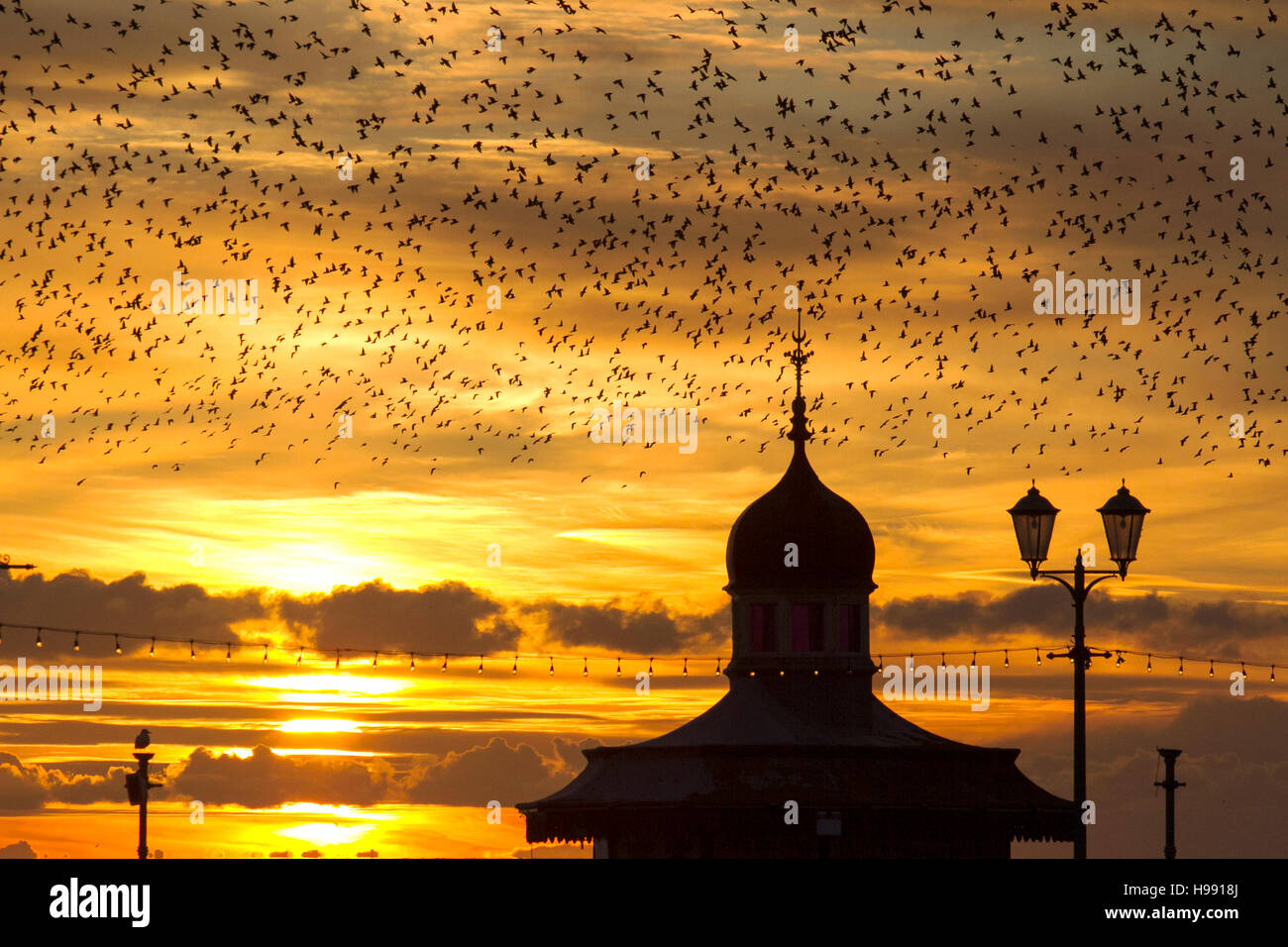 flock fly animal starling flight swarm bird dusk murmuration blackpool ...