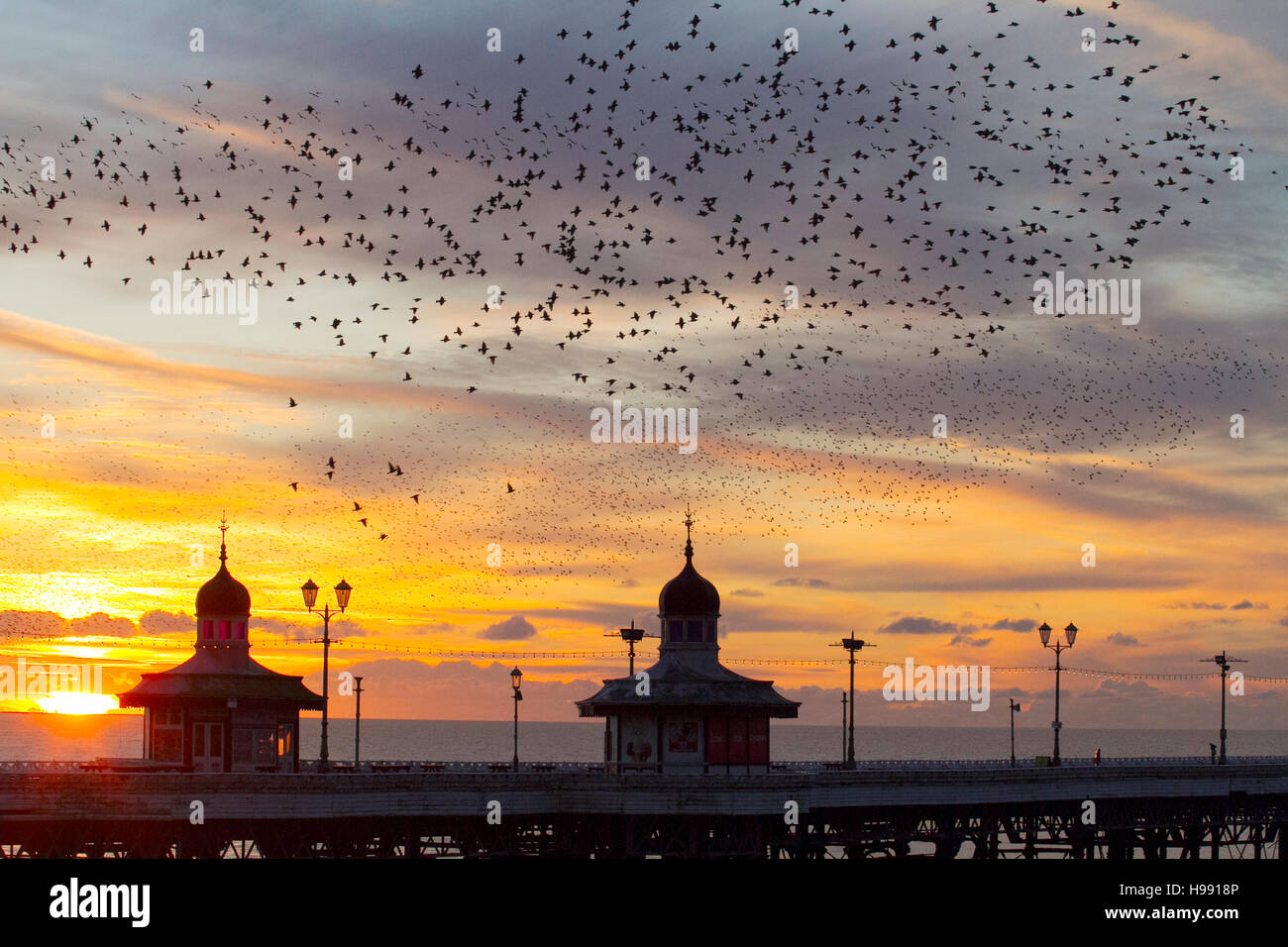 flock fly animal starling flight swarm bird dusk murmuration blackpool ...