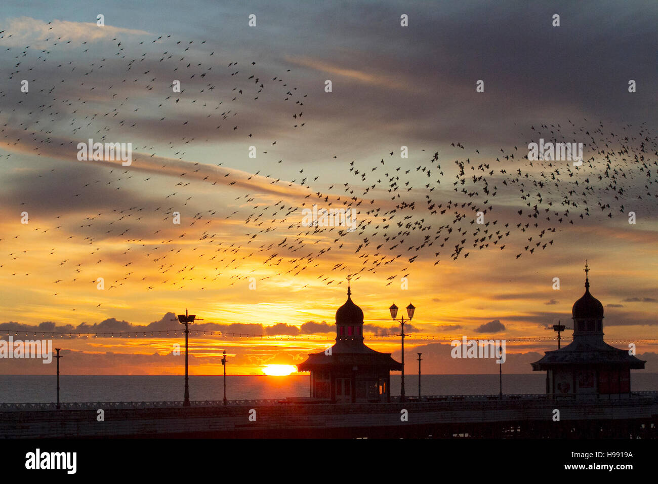 flock fly animal starling flight swarm bird dusk murmuration blackpool ...