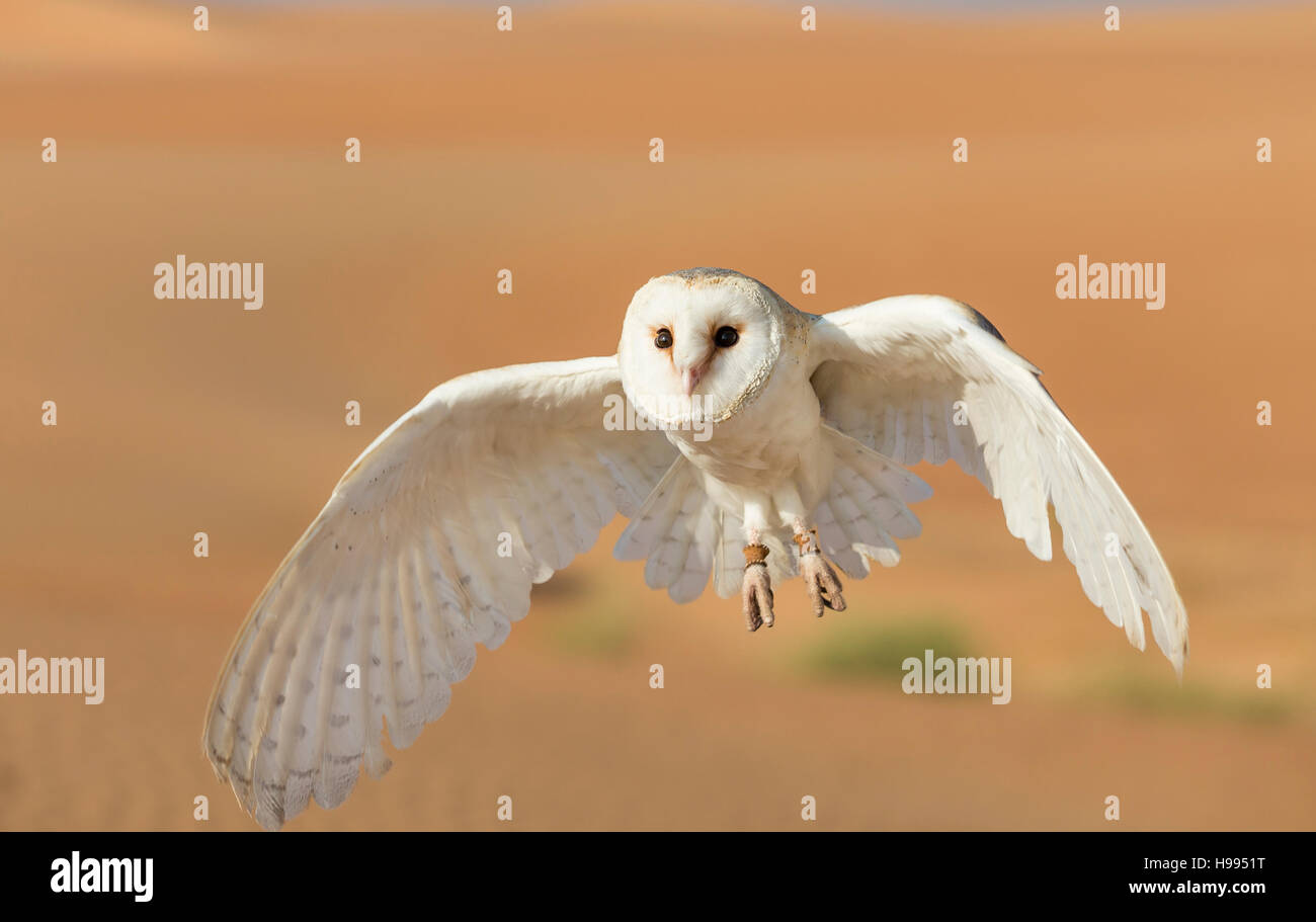 Barn Owl (Tyto alba) in a desert near Dubai, United Arab Emirates Stock ...