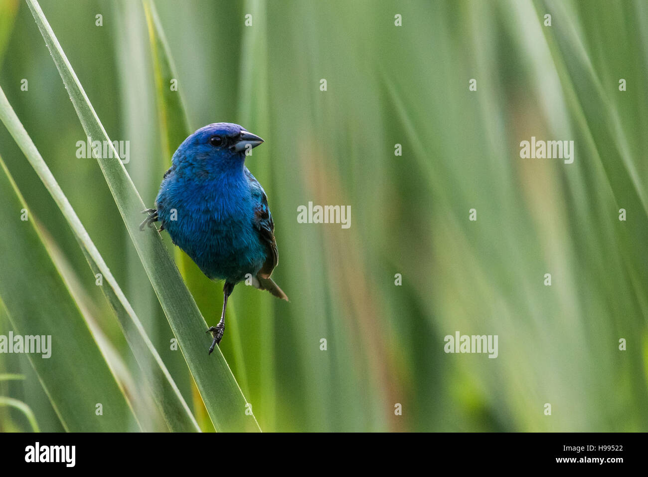 Indigo bunting hi-res stock photography and images - Alamy