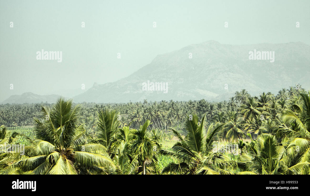 mountains and jungle with palm trees of South-East Asia. The landscape ...