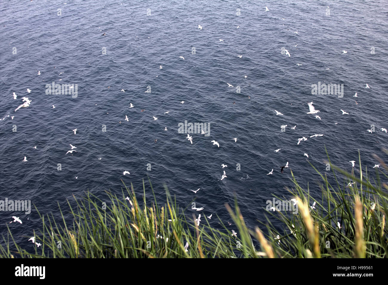 Contemplation of sea. View of sea from high cliff. Overhanging grass ...