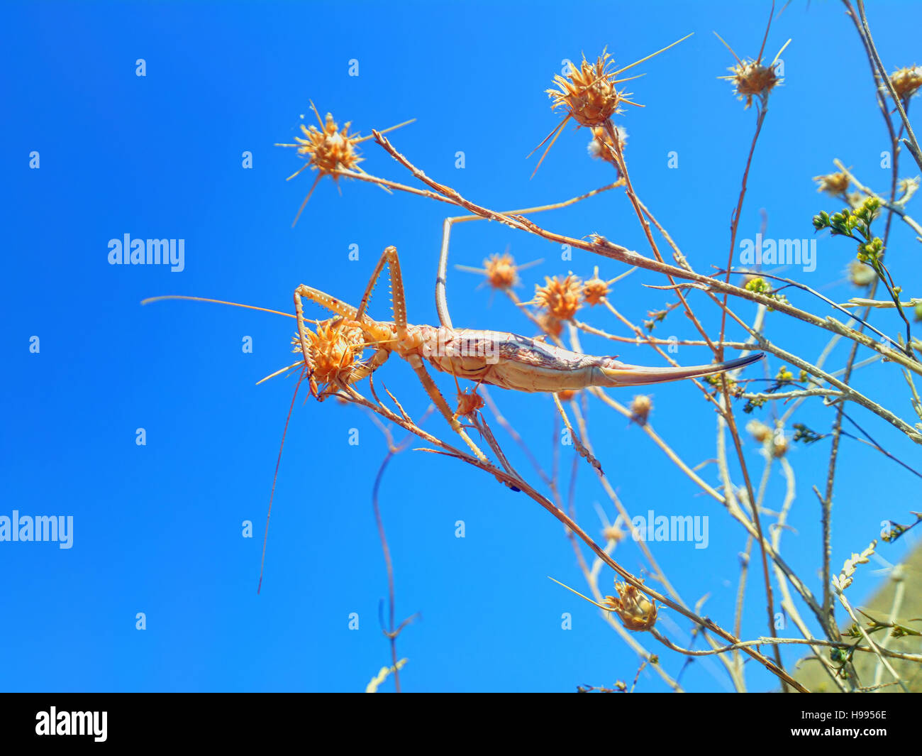 Armed with thorns huge locust. Look closeup on background of parched ...