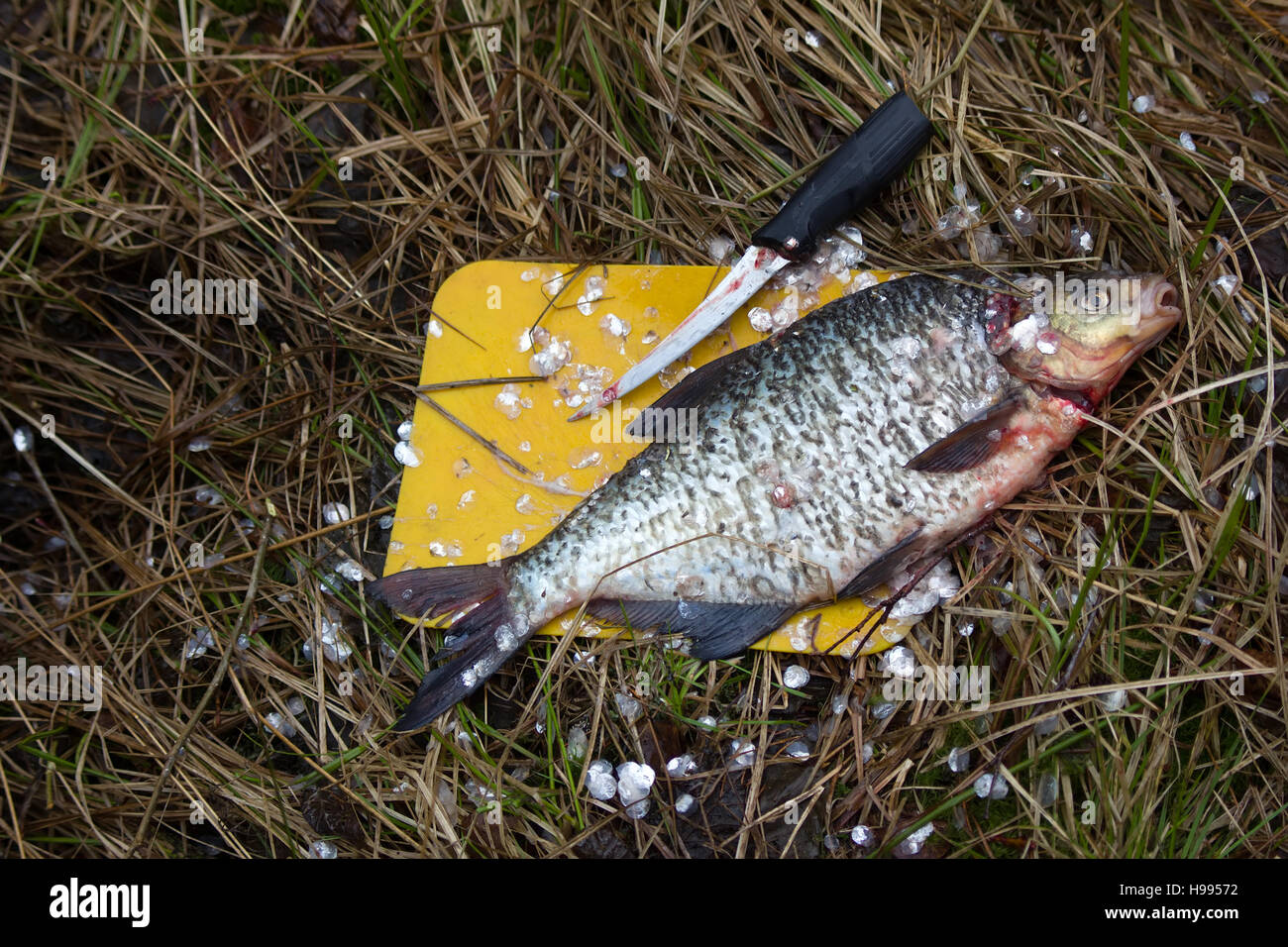 Cleaning fish in nature (kitchen truck, field kitchen). Food ...