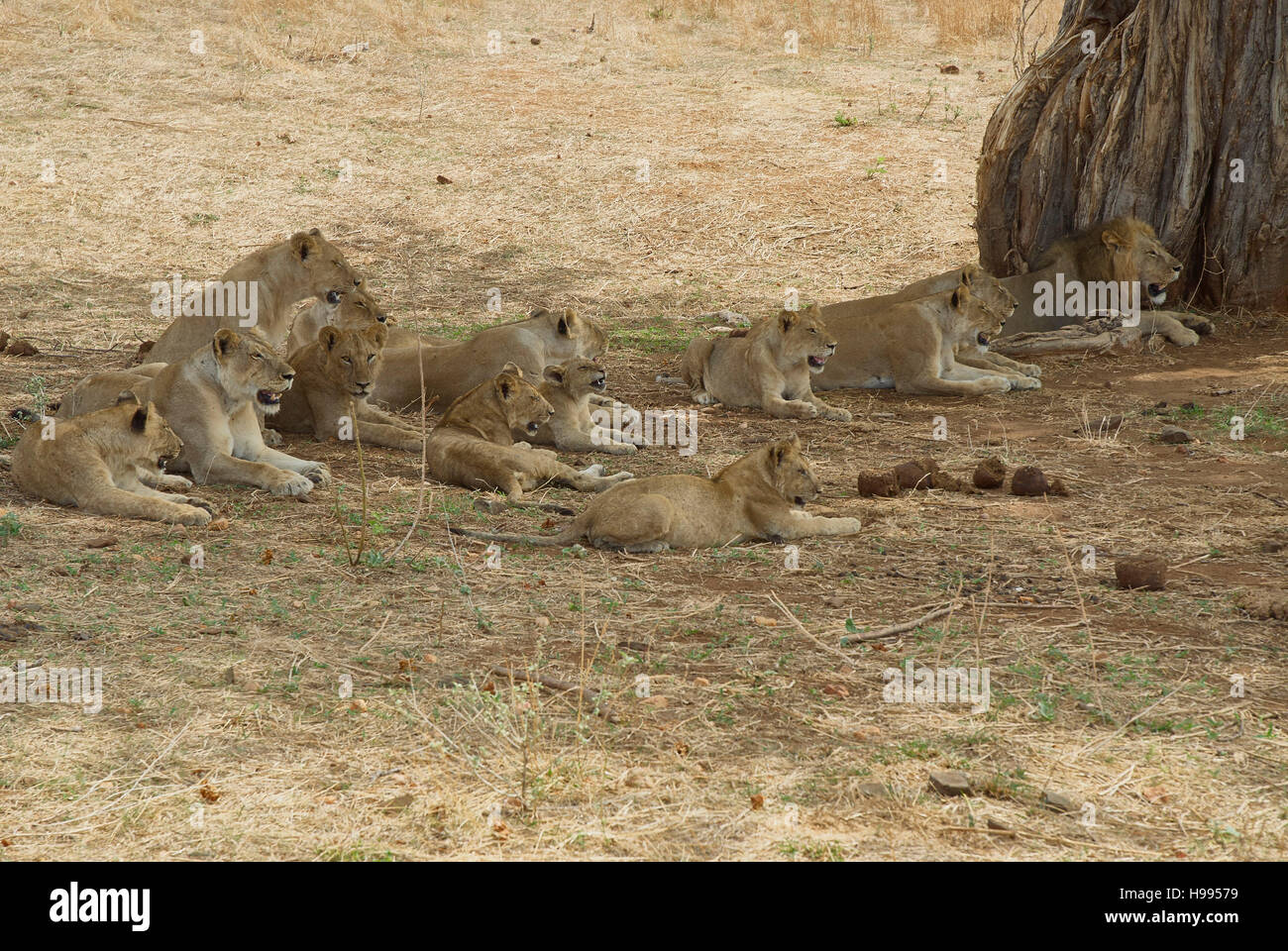 Lion pride resting and keeping an eye open for the next good meal Stock ...