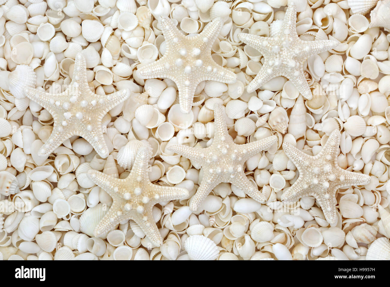 Starfish and white seashell assortment forming an abstract background ...