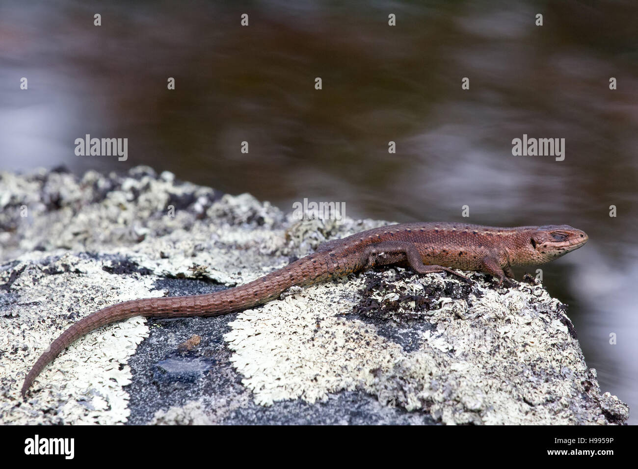 Mainland lizard sits on shore and then rapidly swims away Stock Photo ...
